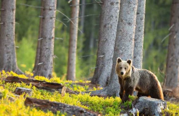 Quelles sont les différentes manières de dessoucher un arbre ? – Jode Oli